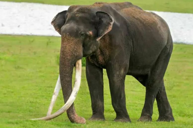 BW Special | #Bhogeshwara Elephant | ಕಬಿನಿ ಹಿನ್ನೀರಿನಲ್ಲಿ ಅತಿ ಉದ್ದದ ...